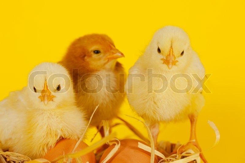 Drei kleine Baby-Huhn mit Eiern | Stock Bild | Colourbox