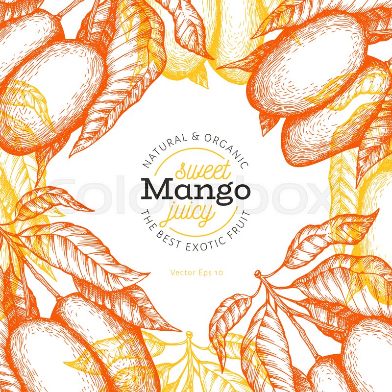 Mango design template. Hand drawn ... | Stock vector | Colourbox