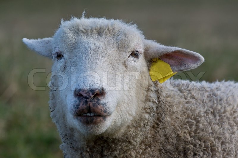 Sheep, cute, front view | Stock Photo | Colourbox
