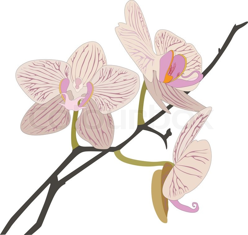"Orchids" | Stock vector | Colourbox