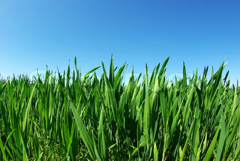 Rasen am Himmel | Stock Bild | Colourbox