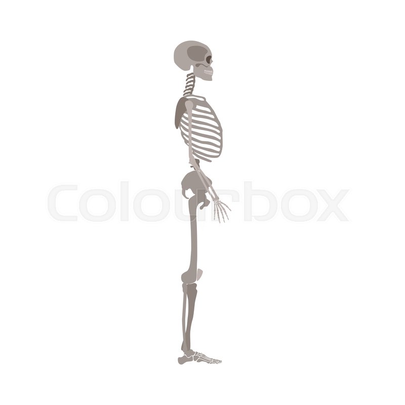 A human skeleton profile view flat ... | Stock vector | Colourbox