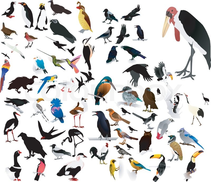 Collection of vector images of birds | Stock vector | Colourbox