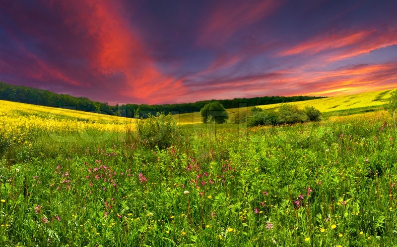 Colorful blossom field in the summer | Stock image | Colourbox