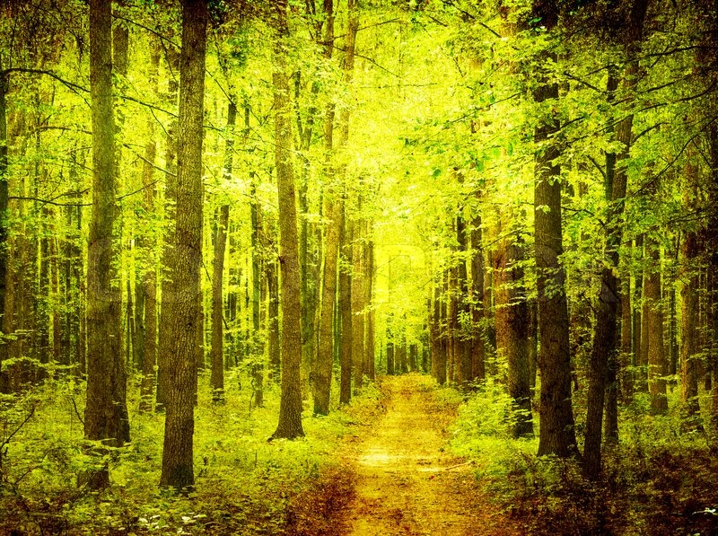 Grunge forest | Stock image | Colourbox