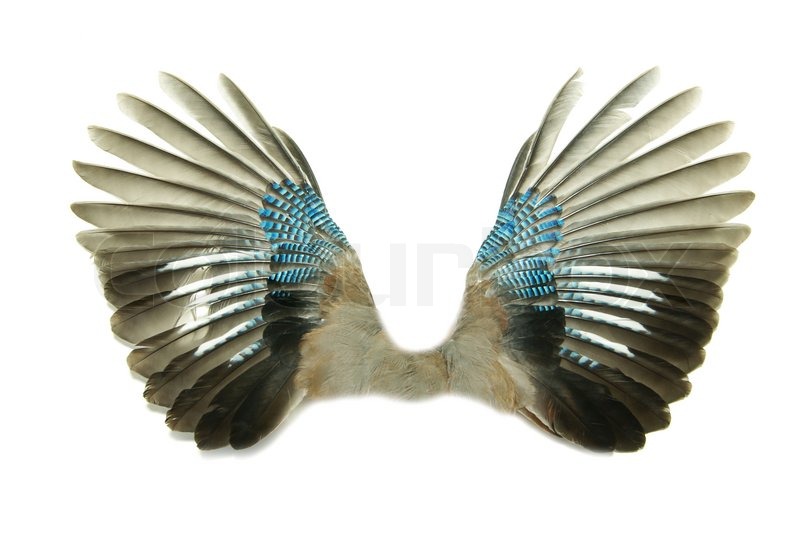 Wings | Stock image | Colourbox