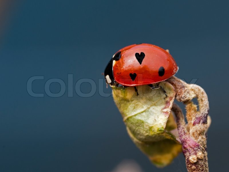 Heart form love bug | Stock image | Colourbox