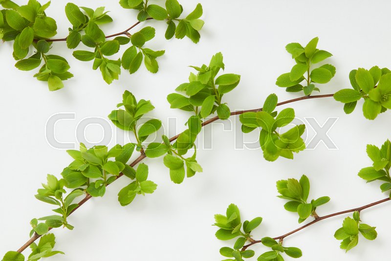 Top view of tree branches with blooming ... | Stock image | Colourbox