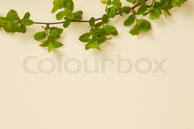 Top view of tree branch with blooming ... | Stock image | Colourbox