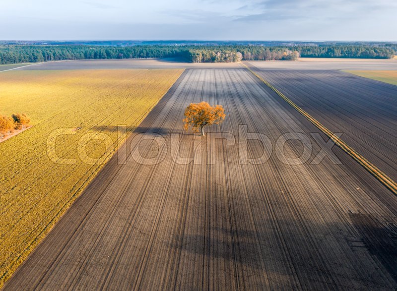 Lonely tree in a empty field at autumn, ... | Stock image | Colourbox