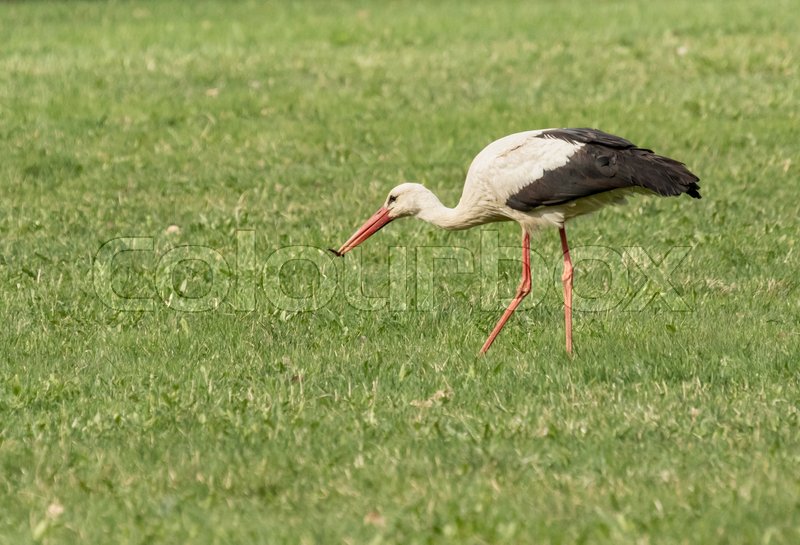 White stork is searching for food on a ... | Stock image | Colourbox