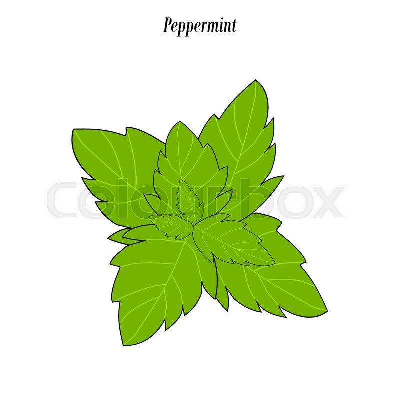 Peppermint illustration on the white ... | Stock vector | Colourbox
