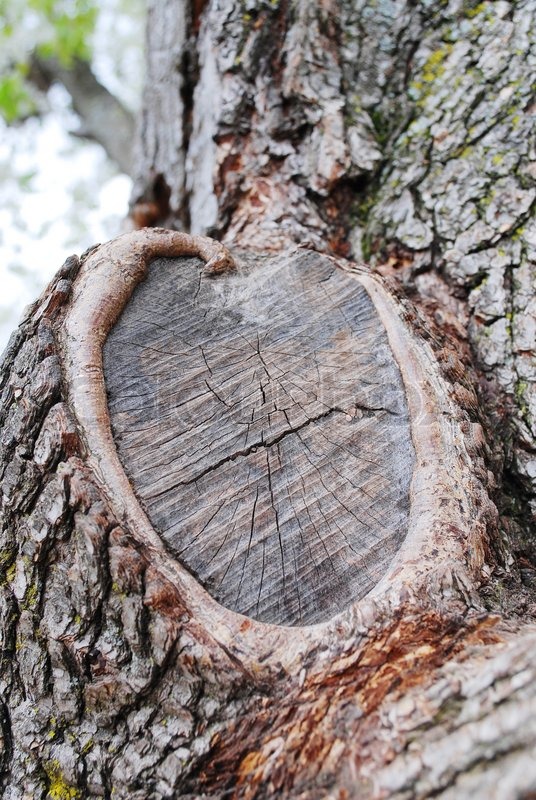 Tree knot texture | Stock image | Colourbox