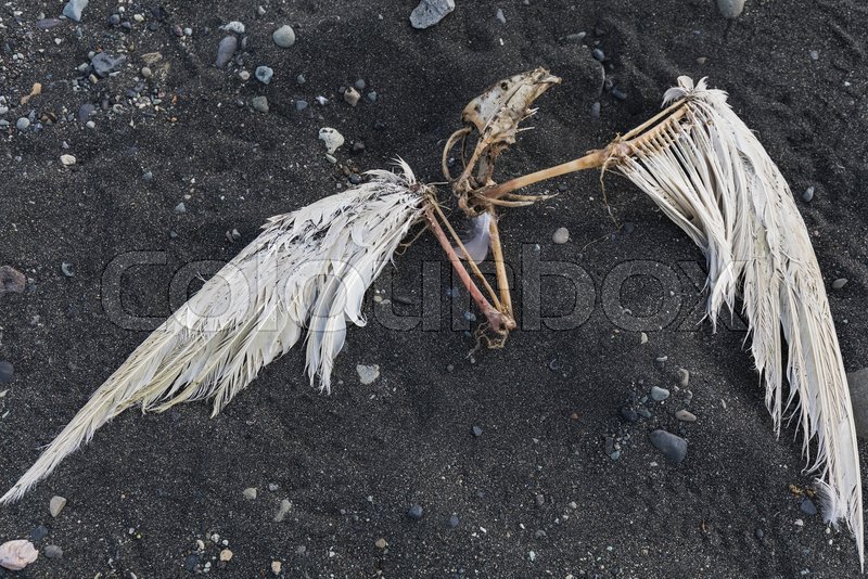 Dead rotting bird carcass on black sand ... | Stock image | Colourbox