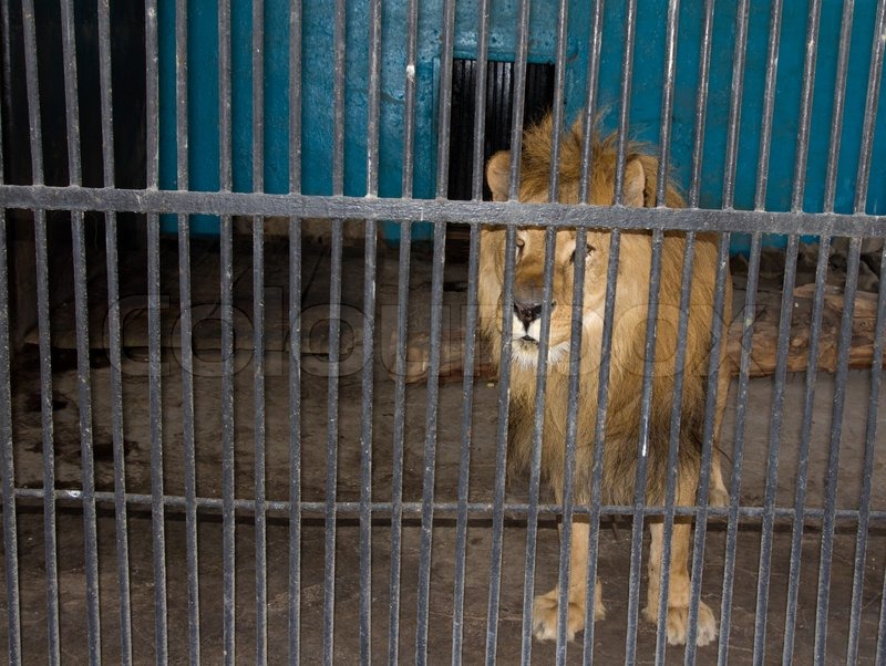 Lion behind the bars at the zoo | Stock image | Colourbox