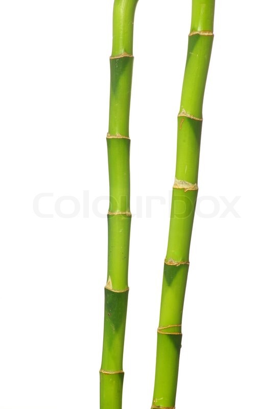 Single Bamboo Stick
