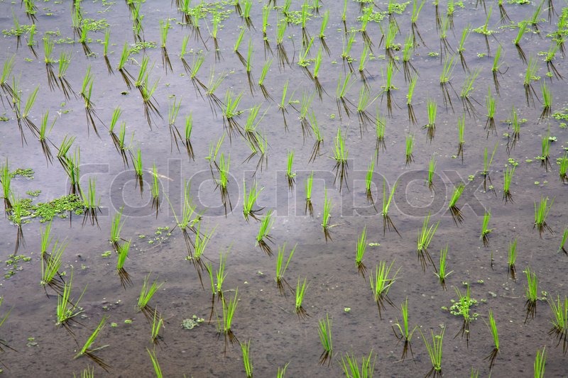 Rice seedlings in a row | Stock Photo | Colourbox