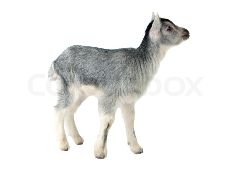 Gray goat isolated | Stock image | Colourbox