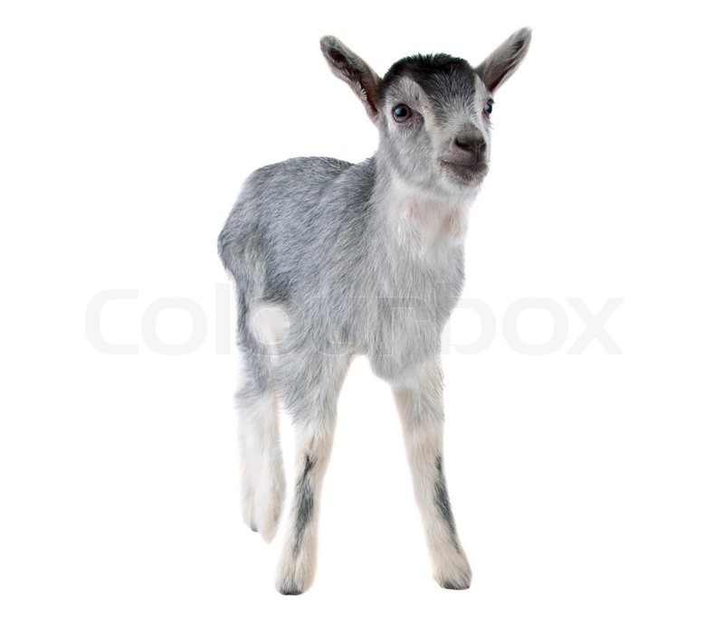 Gray goat isolated | Stock image | Colourbox