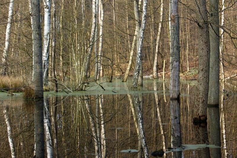 Flooded forest | Stock image | Colourbox