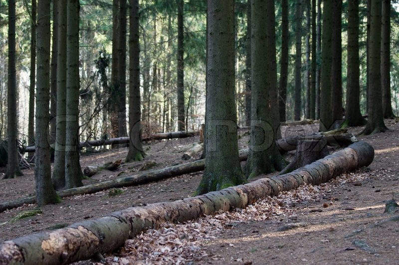 Fallen Trees | Stock image | Colourbox