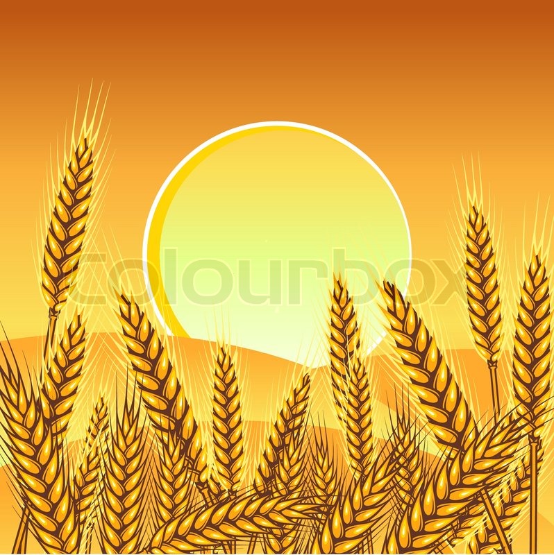 Background with ripe yellow wheat ... | Stock vector | Colourbox