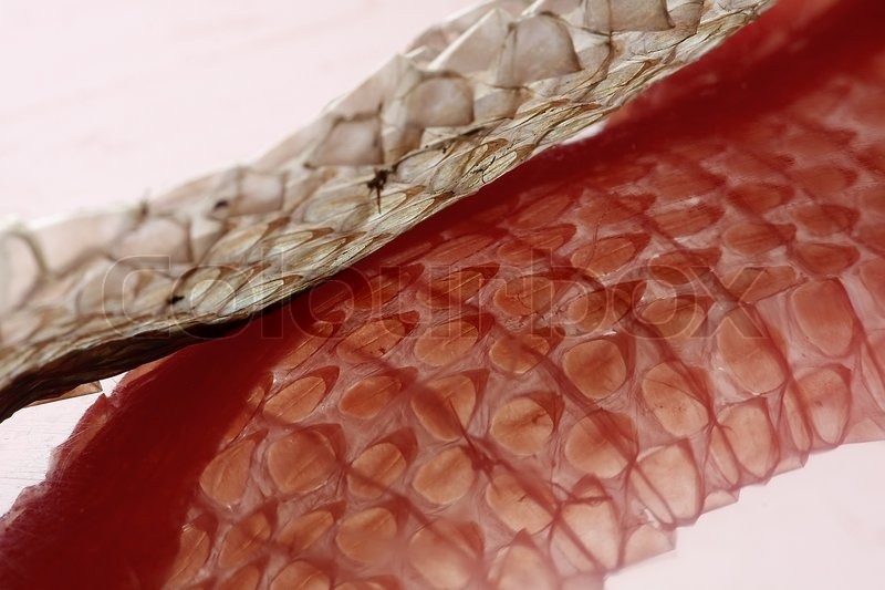 Viper skin´s reflection on a red ... | Stock image | Colourbox