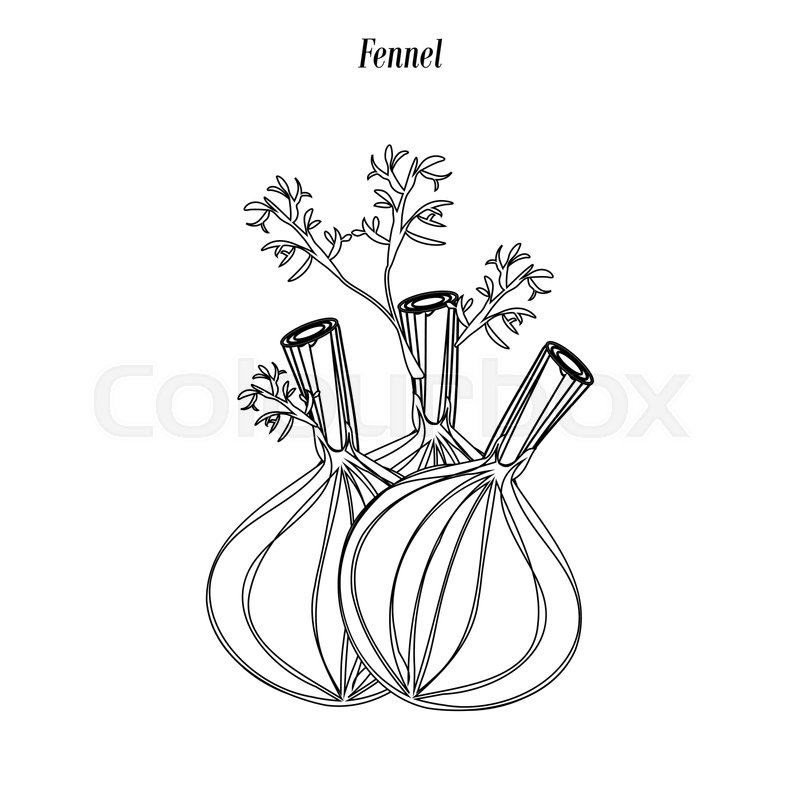 Fennel Flower Vector