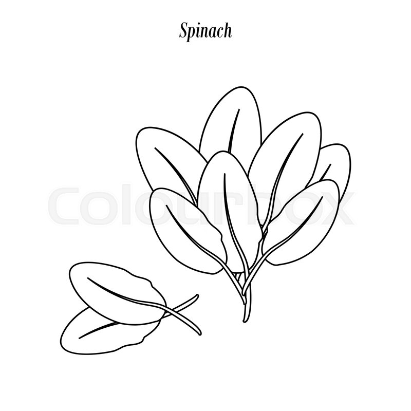 Spinach green illustration outline on ... | Stock vector | Colourbox