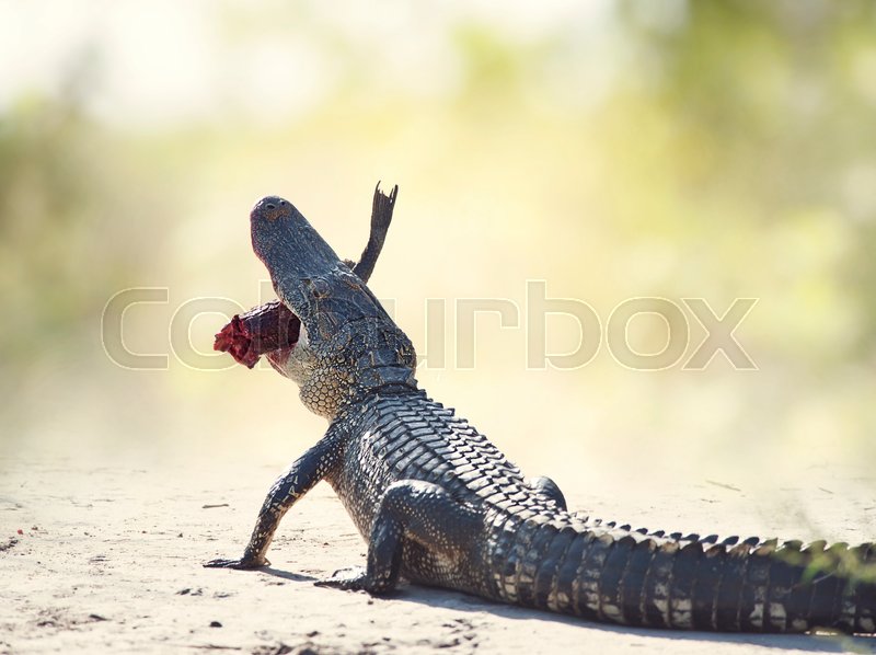 American alligator eating a large black ... | Stock image | Colourbox