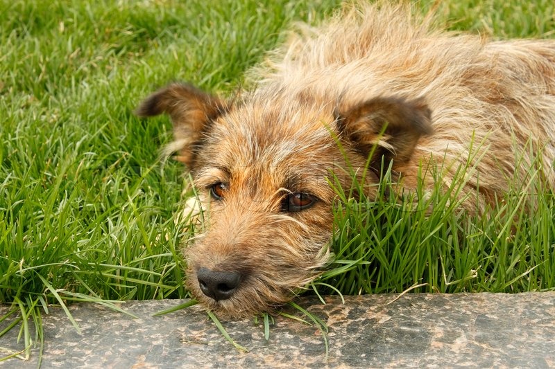 Rambling dog lying on green grass | Stock image | Colourbox