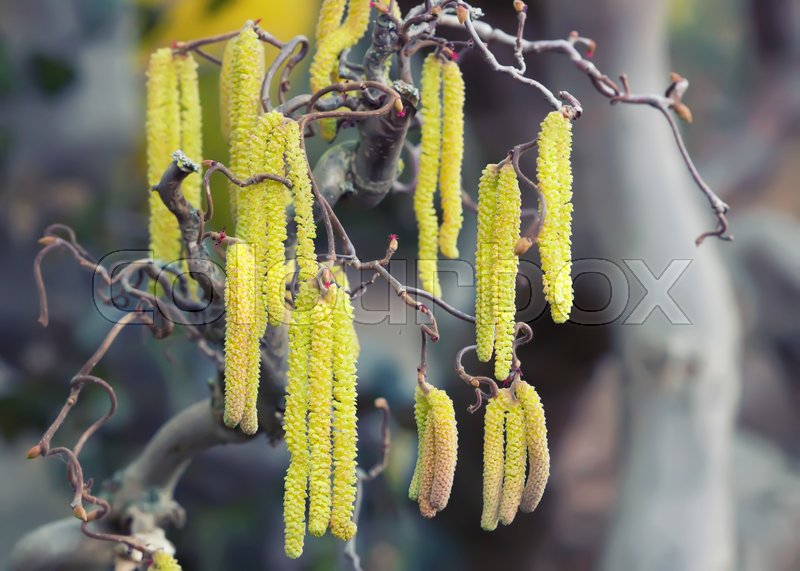 Hazel branch | Stock image | Colourbox