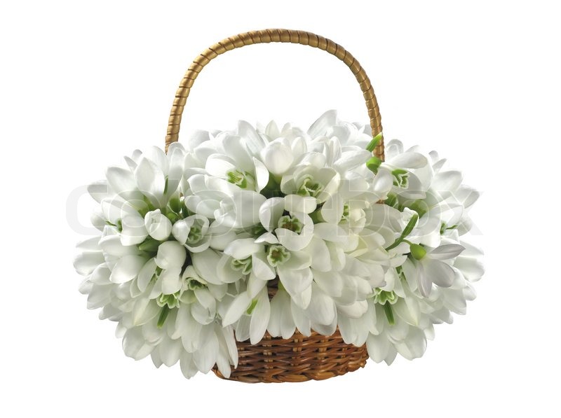 Beautiful bouquet of snowdrops in vase ... | Stock image | Colourbox