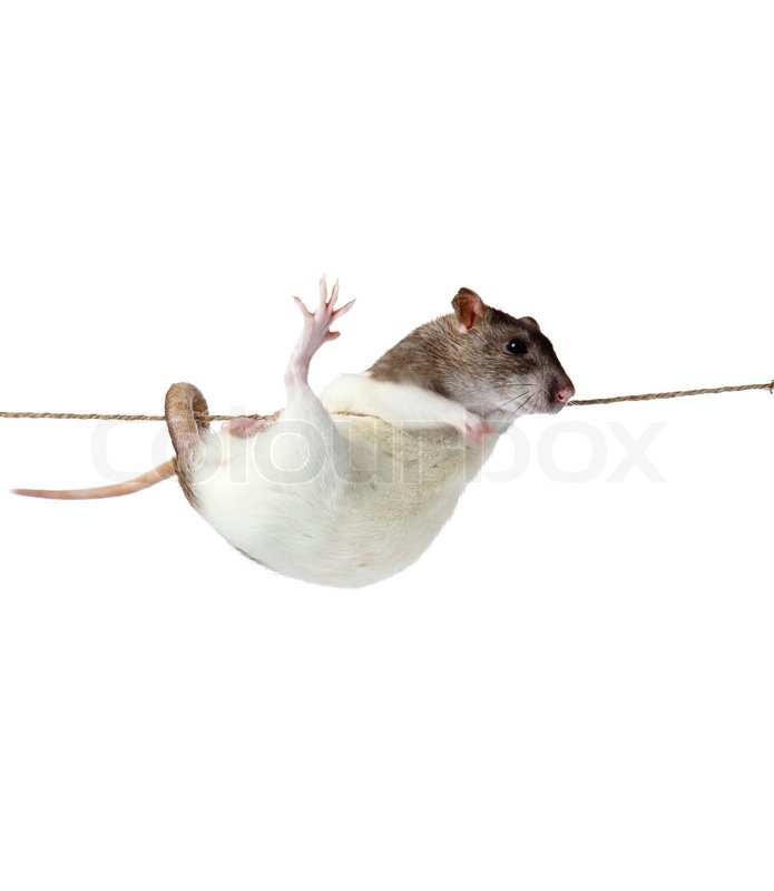 A rat crawling on a rope rat clutching ... | Stock image | Colourbox