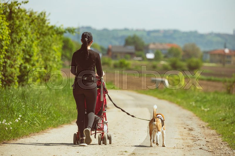 Dog Walking From Behind
