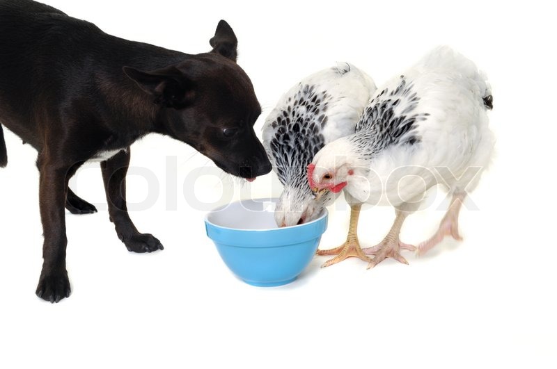 Puppy dog and chicken eating | Stock image | Colourbox