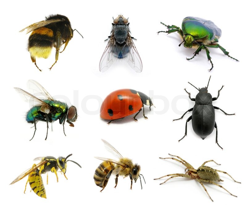 Set of insects | Stock image | Colourbox