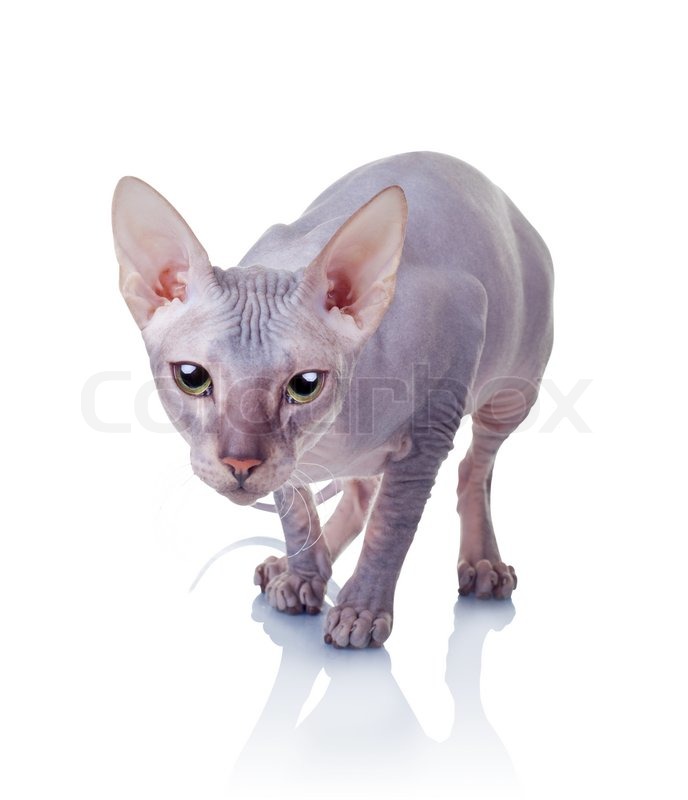 Cat of Don Sphynx breed | Stock image | Colourbox