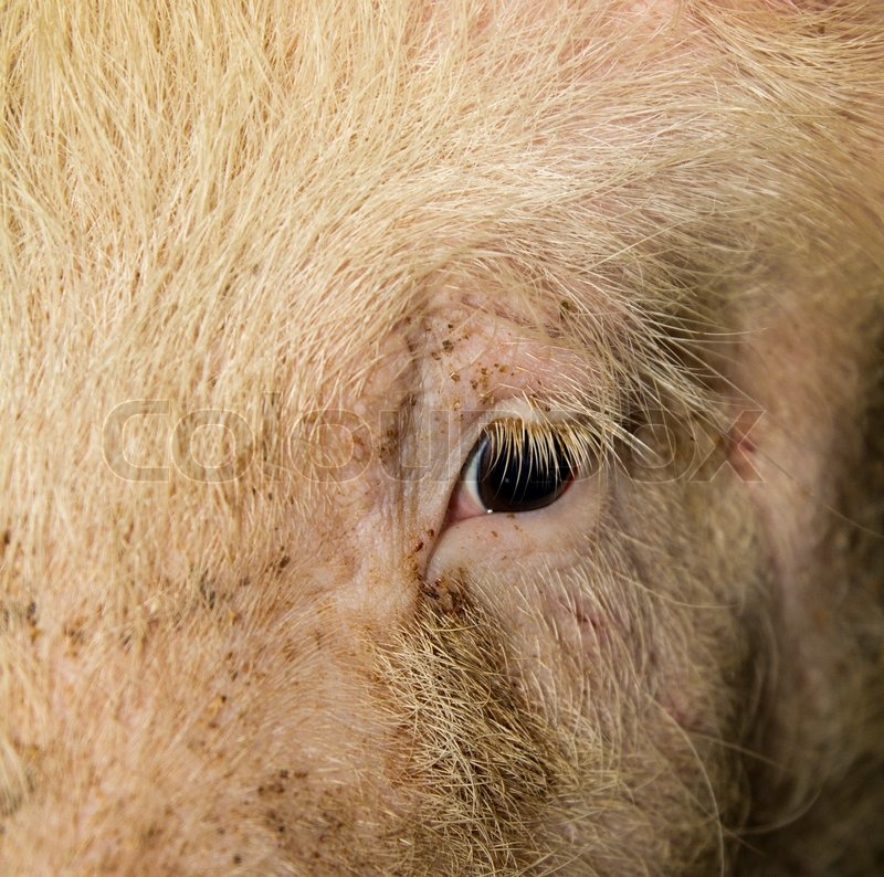 Eye of a pig | Stock image | Colourbox