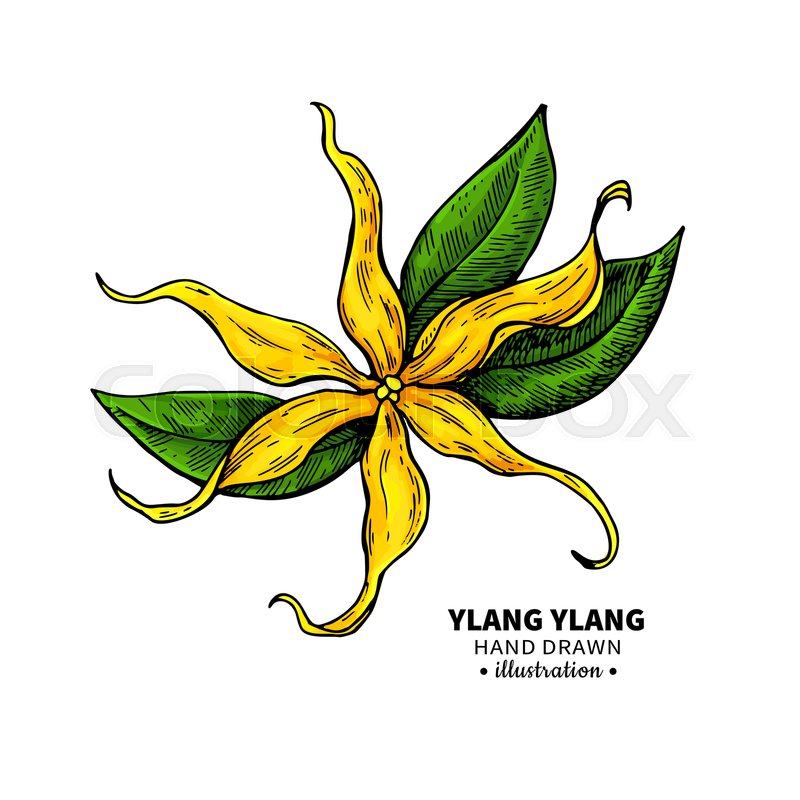 Ylang ylang vector drawing. Isolated ... | Stock vector | Colourbox