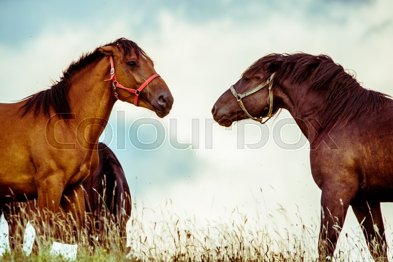 Two Horses Together