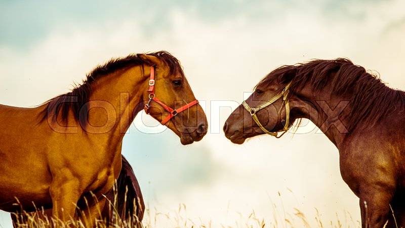 Two Horses Together