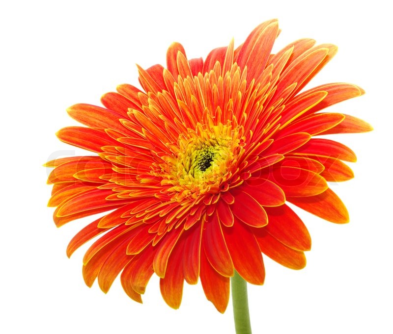 Orange gerbera | Stock image | Colourbox