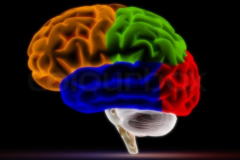 Colorful Brain | Stock image | Colourbox