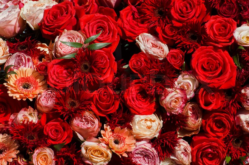 Gulab Flower Wallpaper