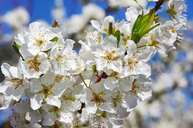 Closeup of branch with white flowers | Stock image | Colourbox