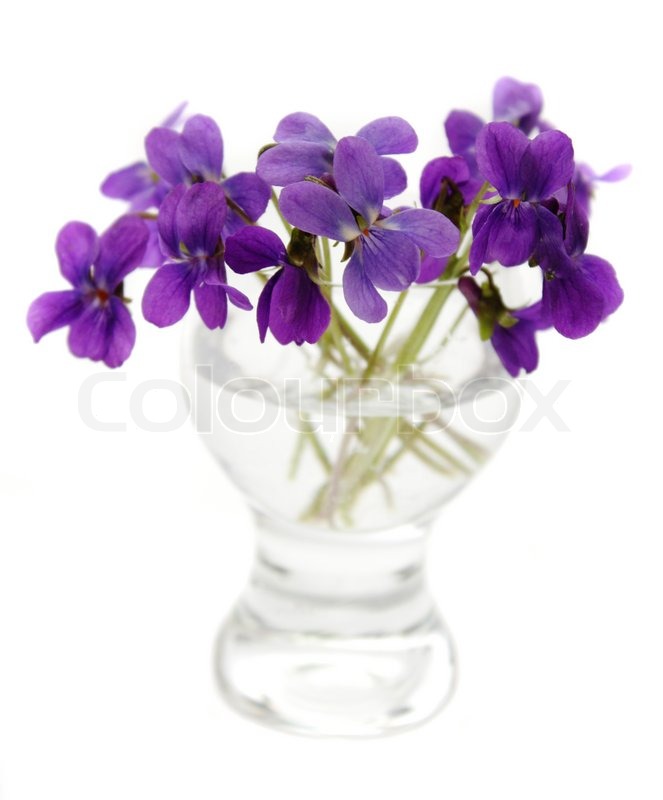 Violets in a vase | Stock image | Colourbox