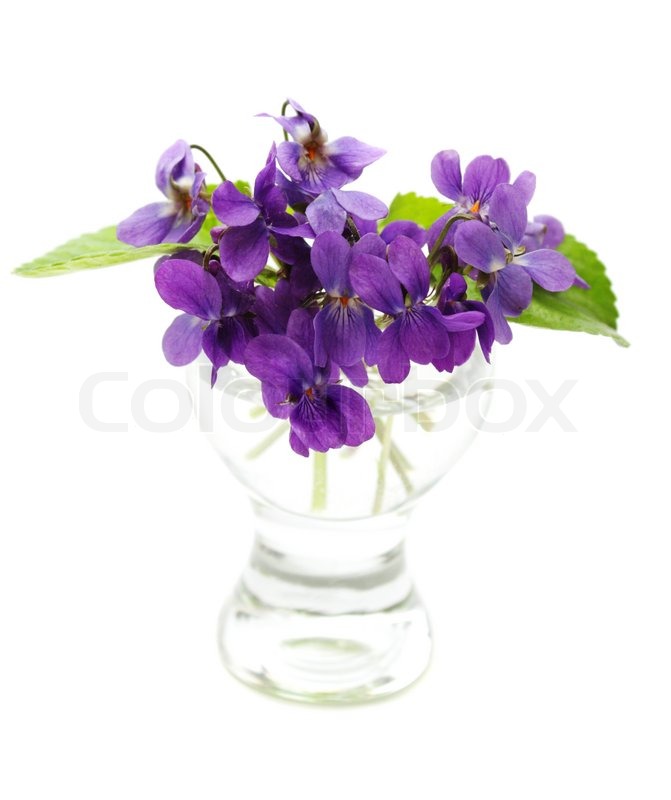 Violets in a vase | Stock image | Colourbox