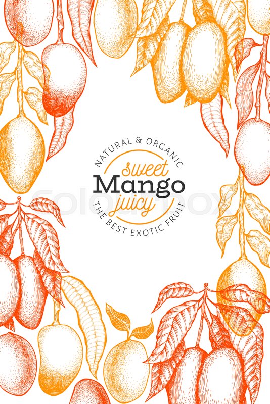 Mango design template. Hand drawn ... | Stock vector | Colourbox