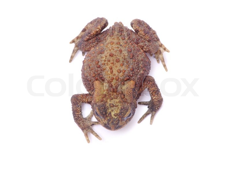 Frosch | Stock Bild | Colourbox